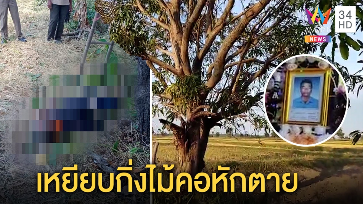 เฒ่า 70 ปีนตัดต้นมะม่วงเหยียบกิ่งแห้งหักพลัดตกคอหักตาย หลานช็อกเห็นคาตา