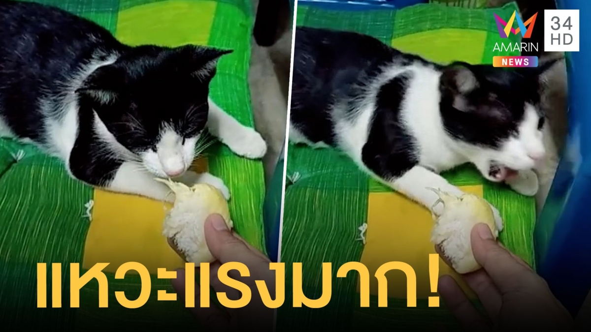 น้องแมวเหม็นทุเรียน แค่ได้กลิ่นก็จะอ้วก